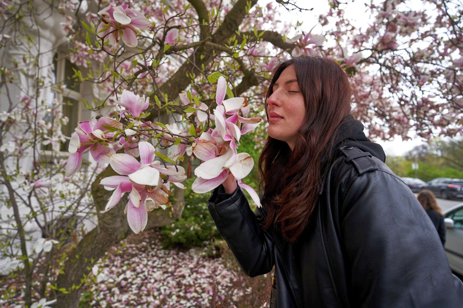 Najbardziej instagramowe magnolie we Wrocławiu. Wyglądają kwitnąco ...