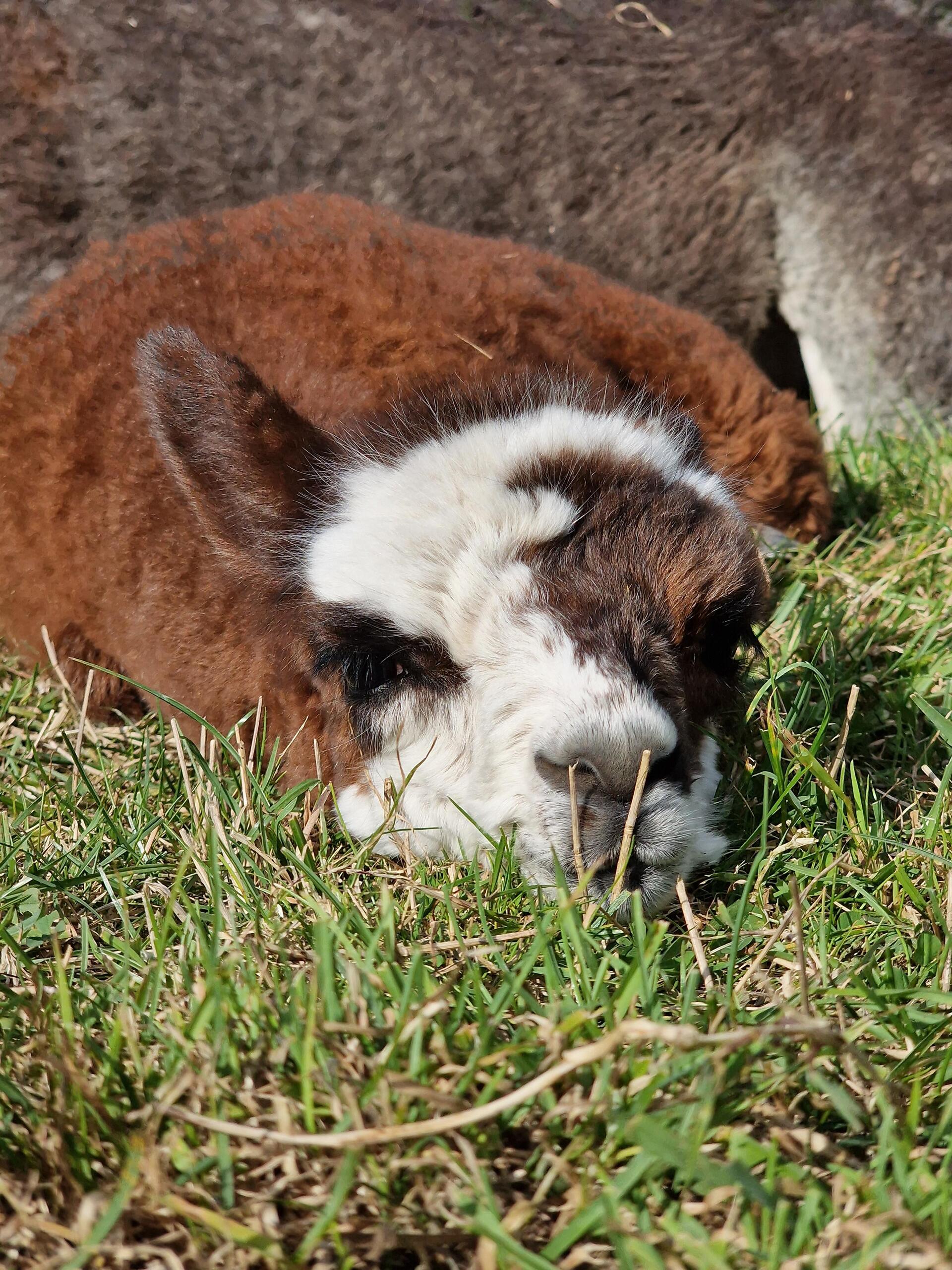 Spacer z alpakami na Dolnym Śląsku. Gdzie pojechać?