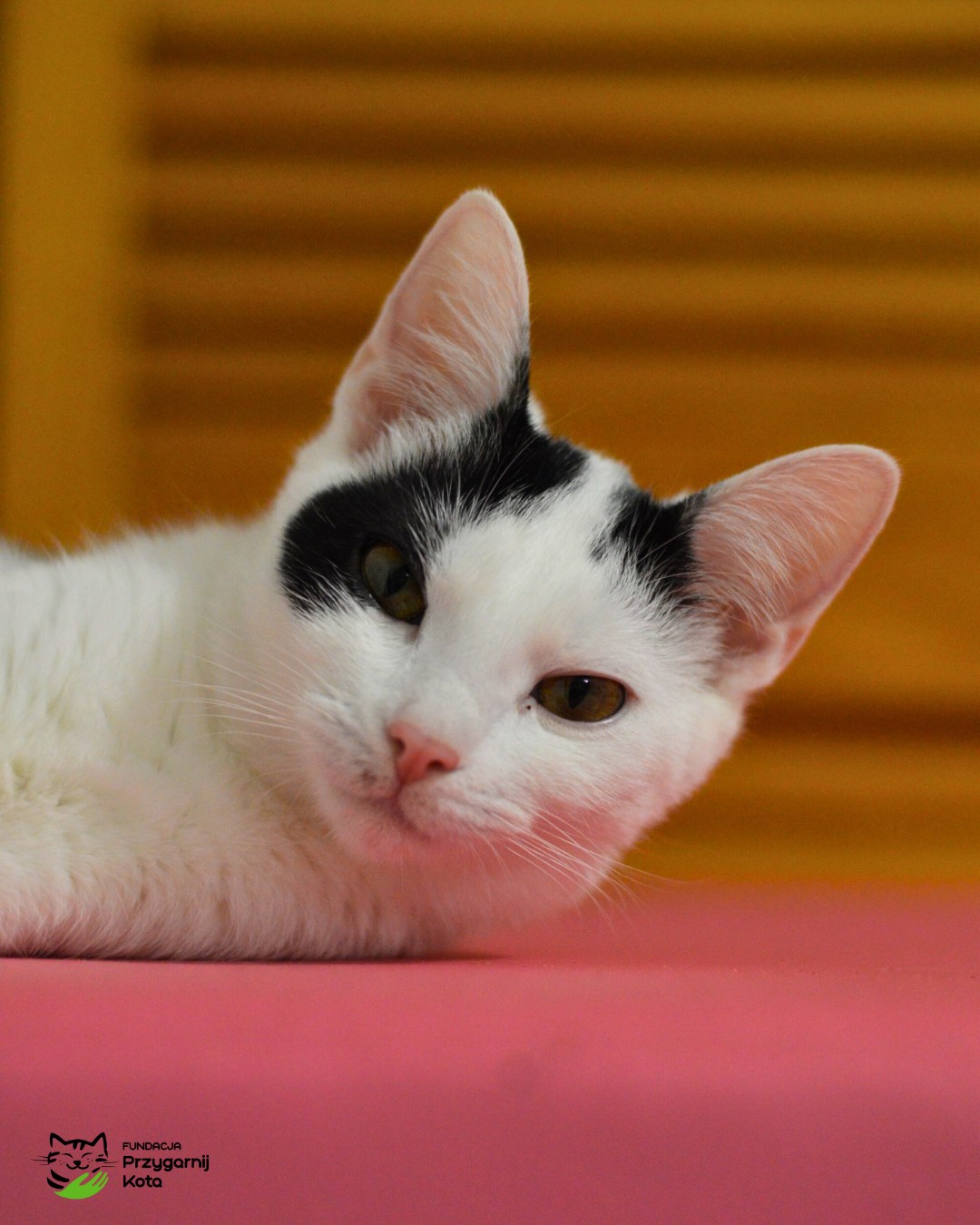 Zaadoptuj Przyjaciela: Leksi