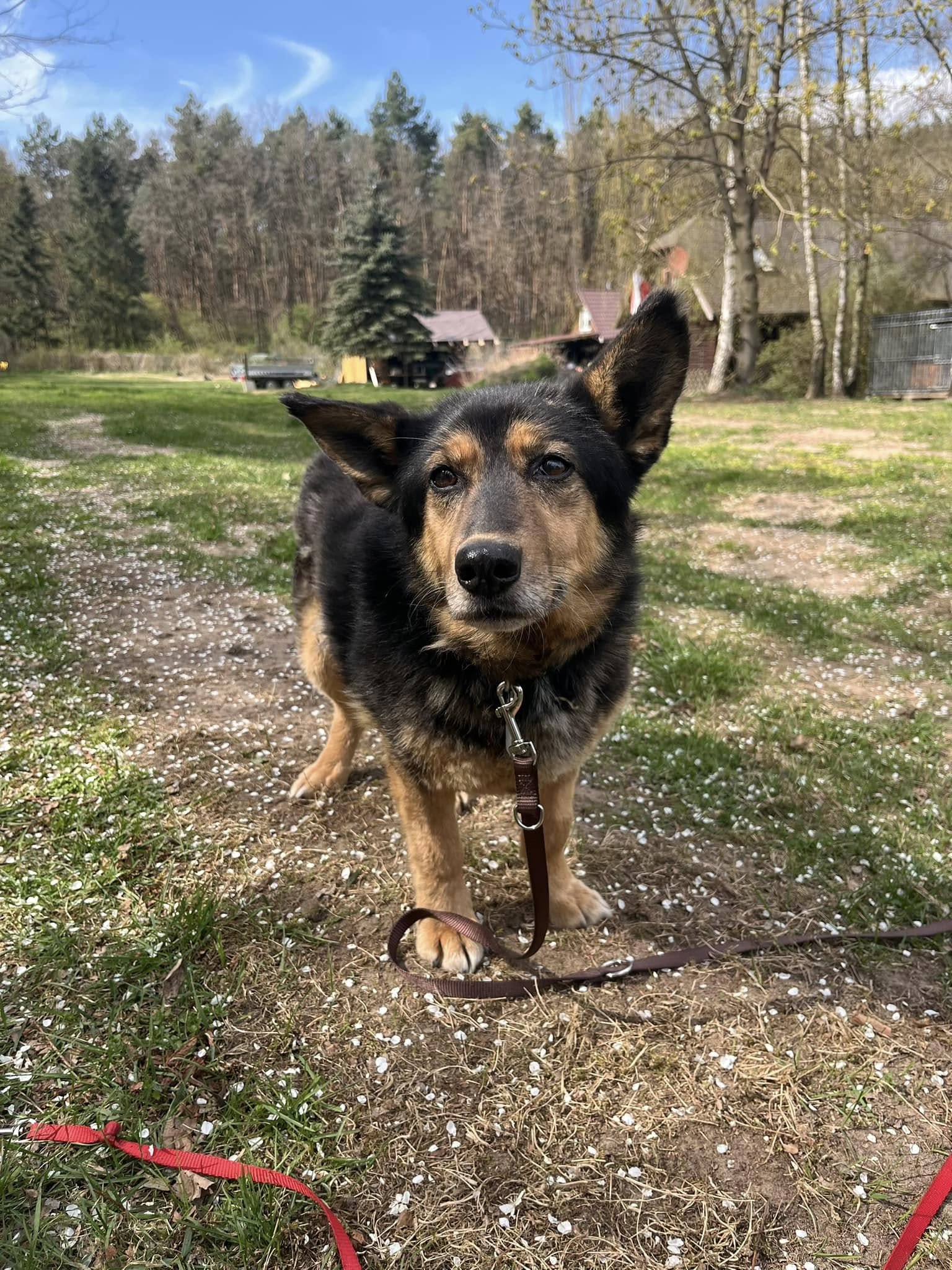 Zaadoptuj Przyjaciela: Gacek