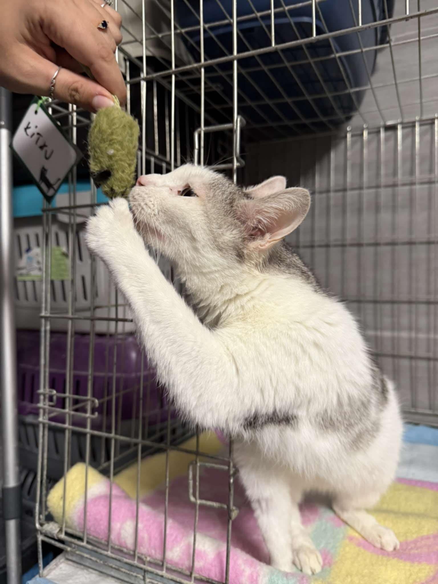 Zaadoptuj Przyjaciela: Kitku