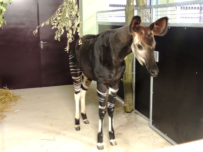 Tajemnicze zwierzę już w zoo