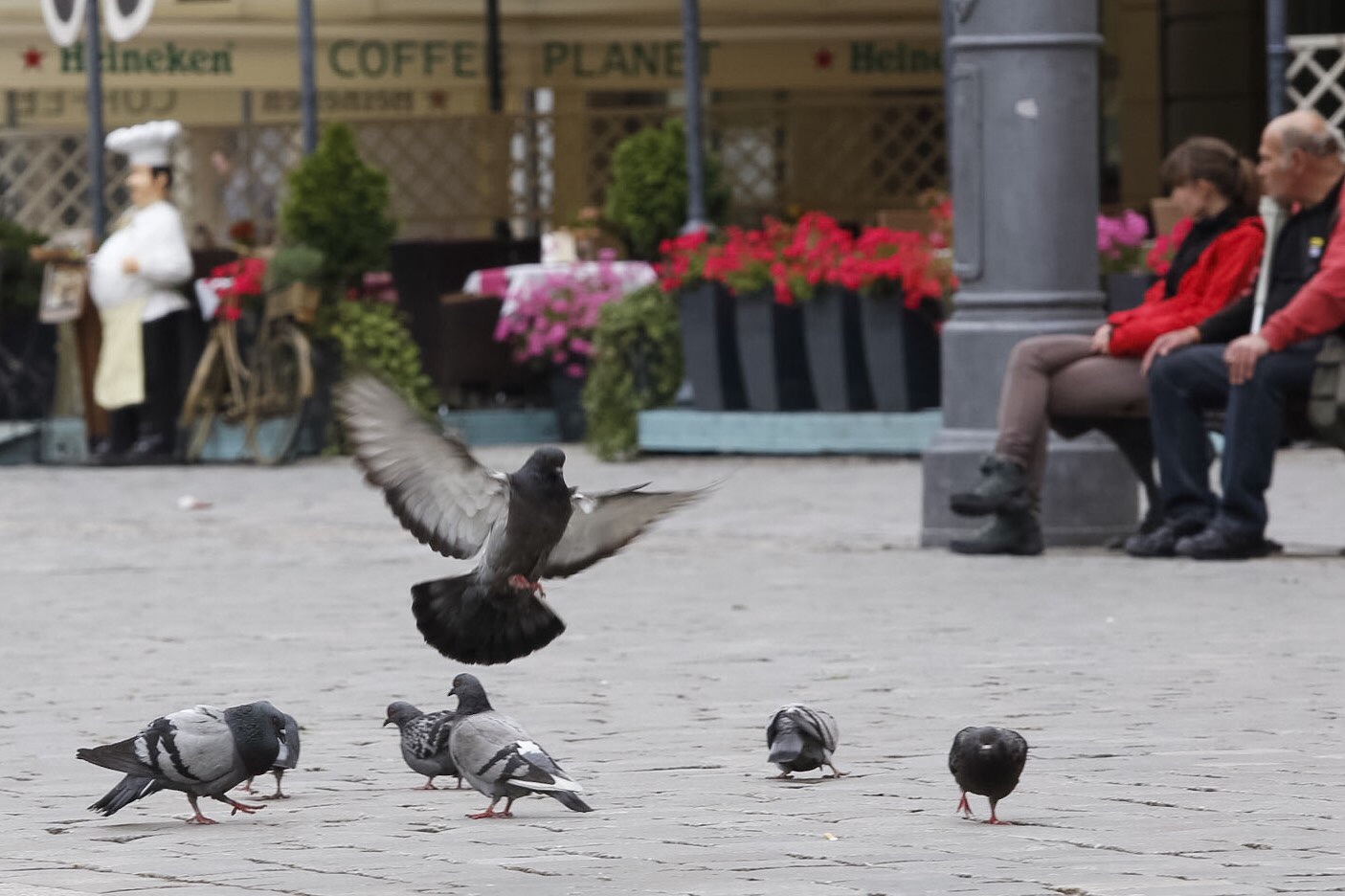 Aż 80 tysięcy gołębi żyje we Wrocławiu