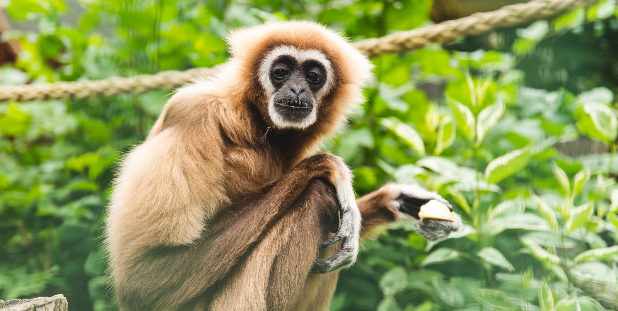 Jeden z najstarszych gibonów na świecie mieszka we wrocławskim zoo