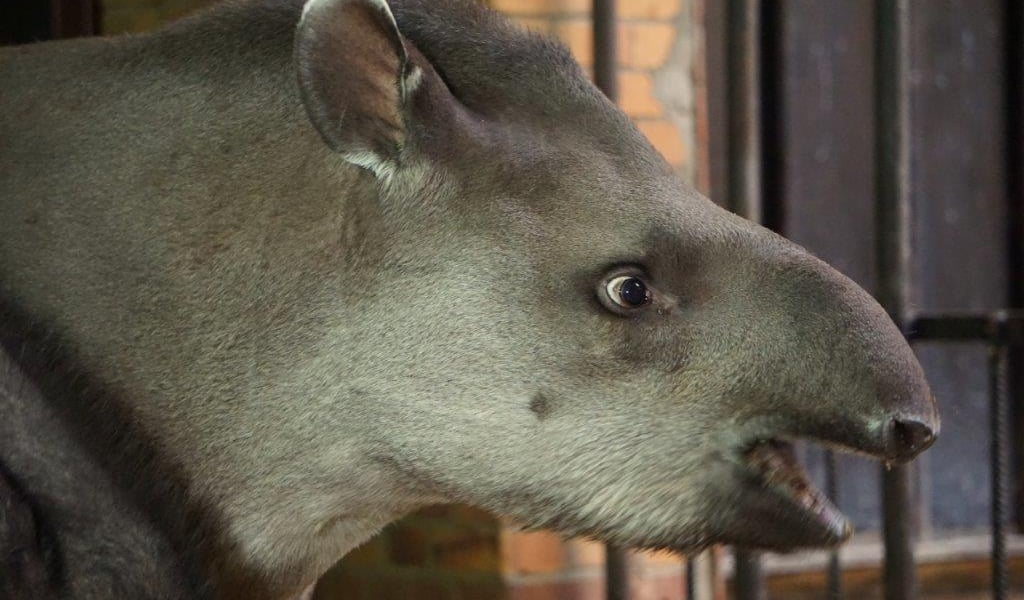Drugie urodziny tapirzycy Sary z ZOO Wrocław