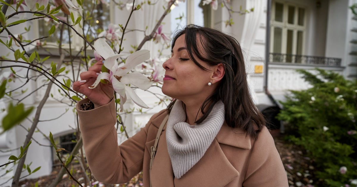 Magnolie we Wrocławiu wyglądają kwitnąco! Furorę na Instagramie robi t ...