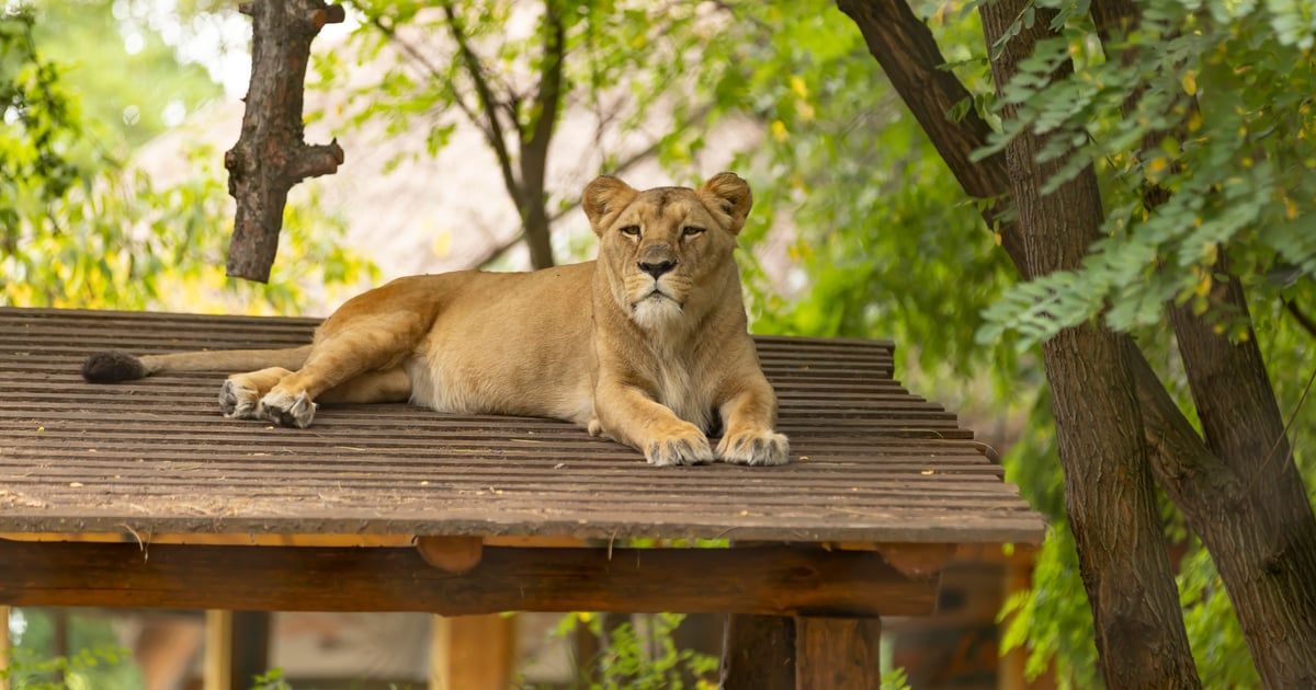 Inwestycje we wrocławskim zoo: czas na wybieg dla królowej