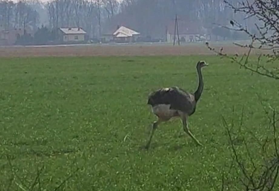 Struś na gigancie i dzielni dzielnicowi - historia z happy endem