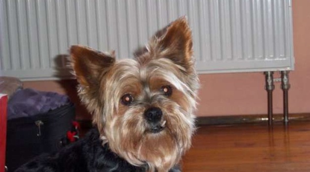 Ukradł yorka… bo było mu żal