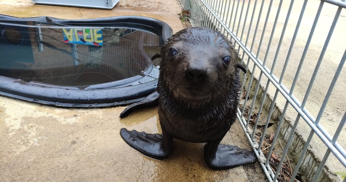 W Zoo Wrocław urodził się kotik afrykański. Ale słodziak! Poznajcie ...