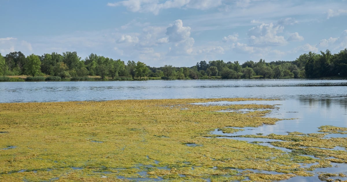Złote algi w Odrze to już nie hipoteza. Szkodliwe drobnoustroje ...