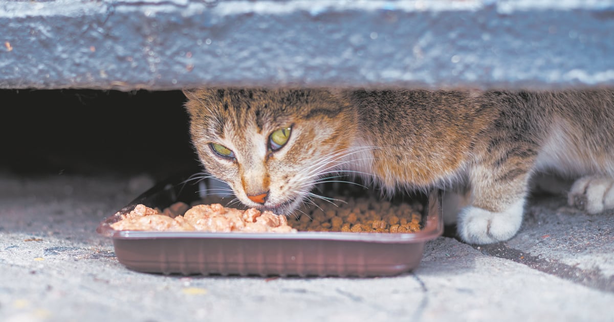 Pomoc kotom wolno żyjącym