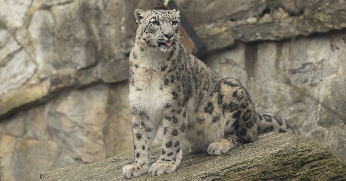 Pantera śnieżna z wrocławskiego zoo w Światowym Dniu Kota 2023