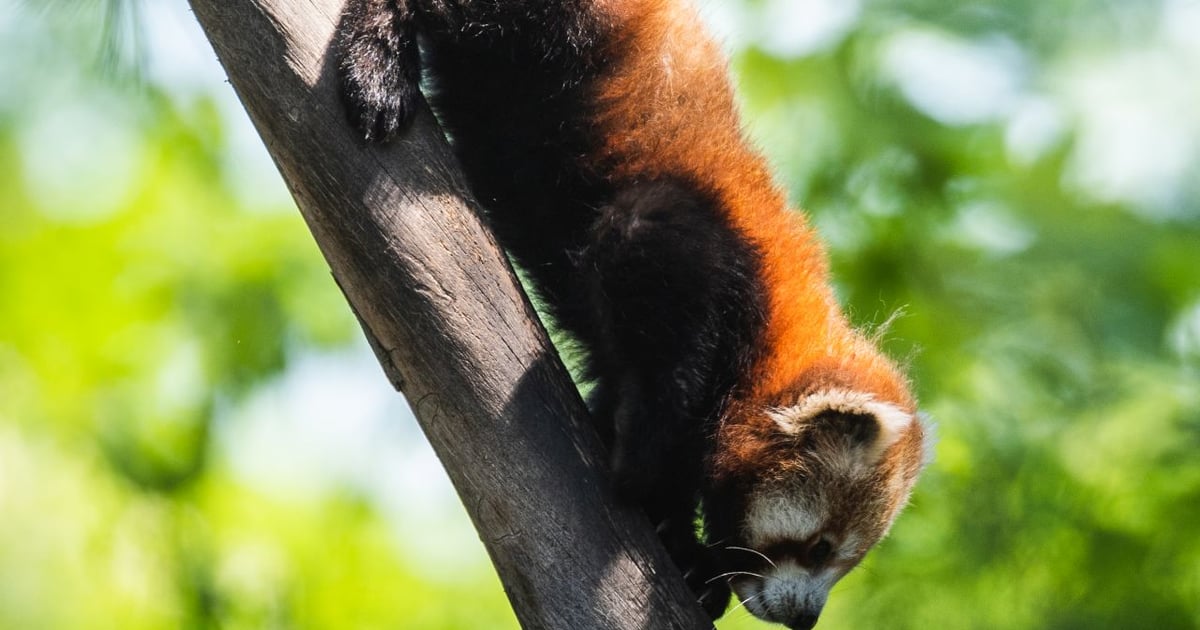 Poznajcie rudą Livi, nową mieszkankę wrocławskiego ZOO. Panda czerwona ...