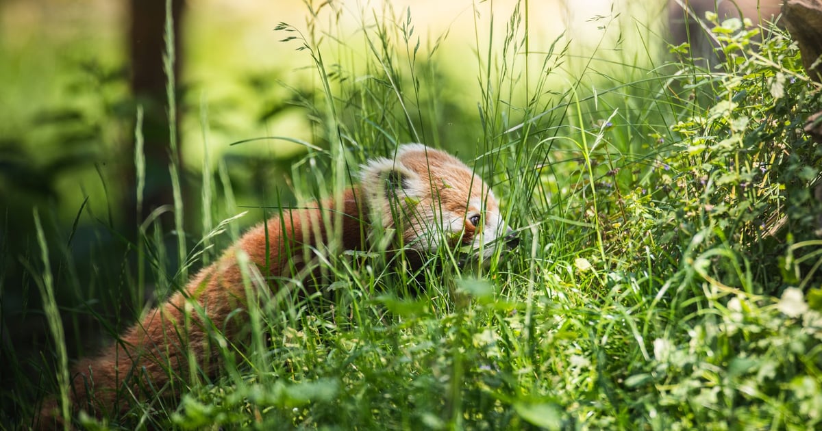 Poznajcie rudą Livi, nową mieszkankę wrocławskiego ZOO. Panda czerwona ...