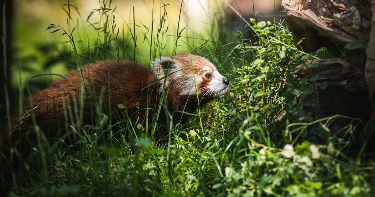 Poznajcie rudą Livi, nową mieszkankę wrocławskiego ZOO. Panda czerwona ...