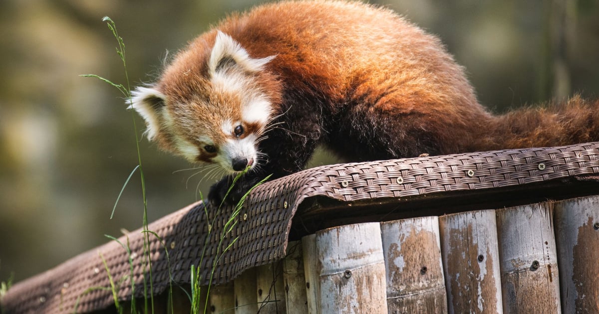Poznajcie rudą Livi, nową mieszkankę wrocławskiego ZOO