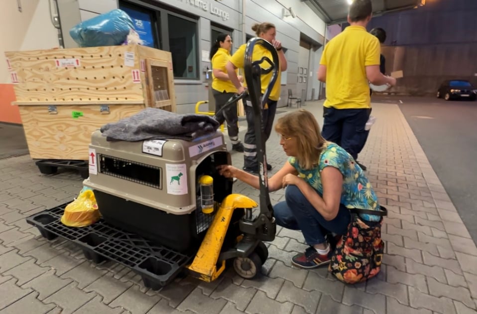 Rita z Amazonii znalazła dom we Wrocławiu. Niezwykła historia psa, spr ...