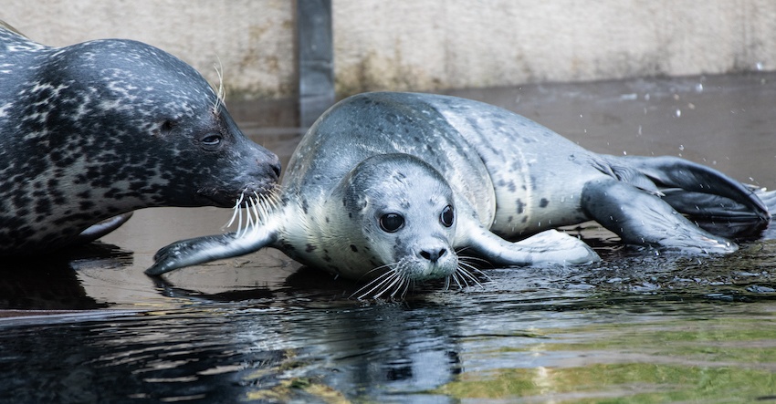 Młode foki ZOO Wrocław