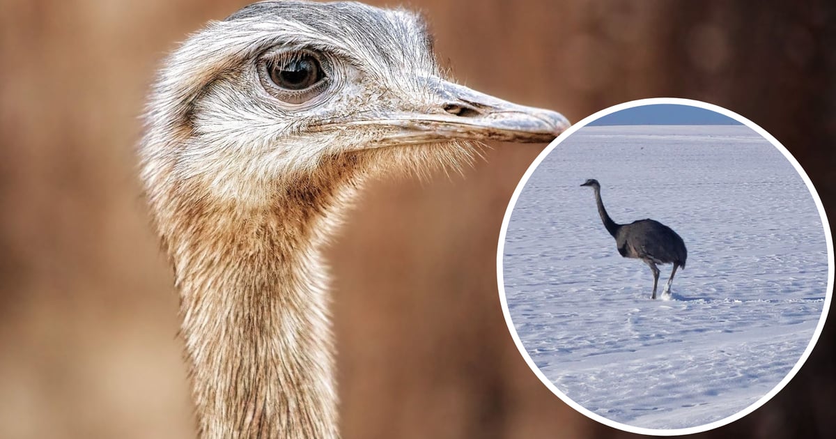 Struś pędziwiatr z Dolnego Śląska poszukiwany