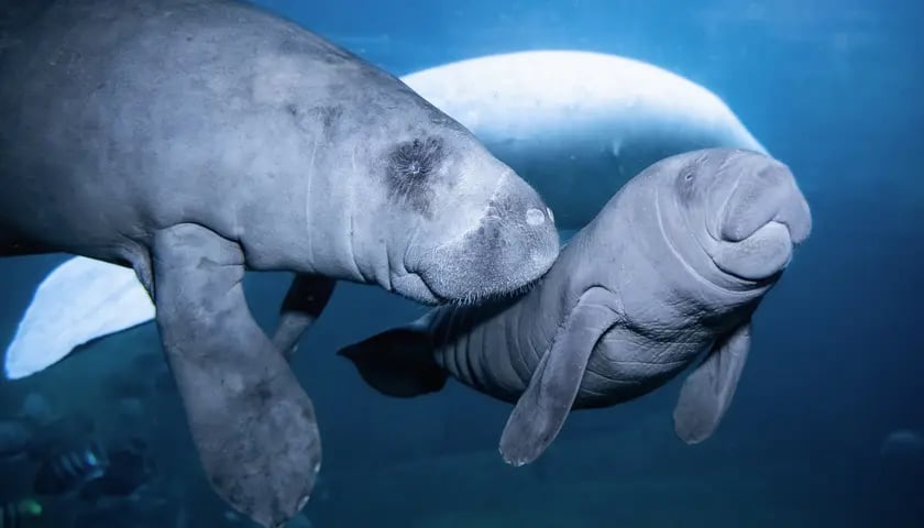 Amor, Alfred, Arnold, a może… Wybierz imię dla małego manata! [ZDJĘCIA ...