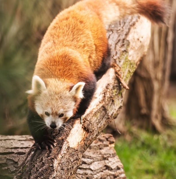 Czy te oczy mogą kłamać? Poznajcie Lian, pandę rudą, nową mieszkankę w ...