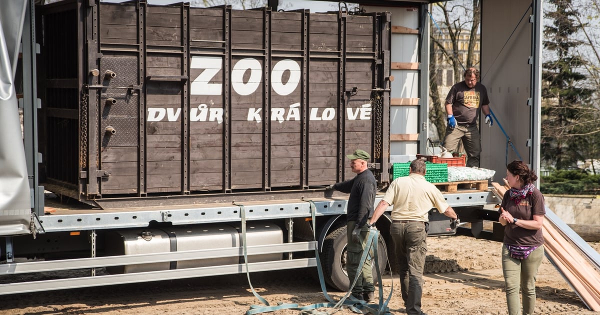Szerokiej drogi, Manasie! W jaki sposób nosorożec z wrocławskiego zoo ...