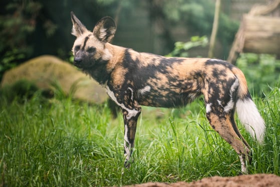 Piękne, w eleganckich futrach. Dwa nowe likaony zamieszkały we Wrocław ...