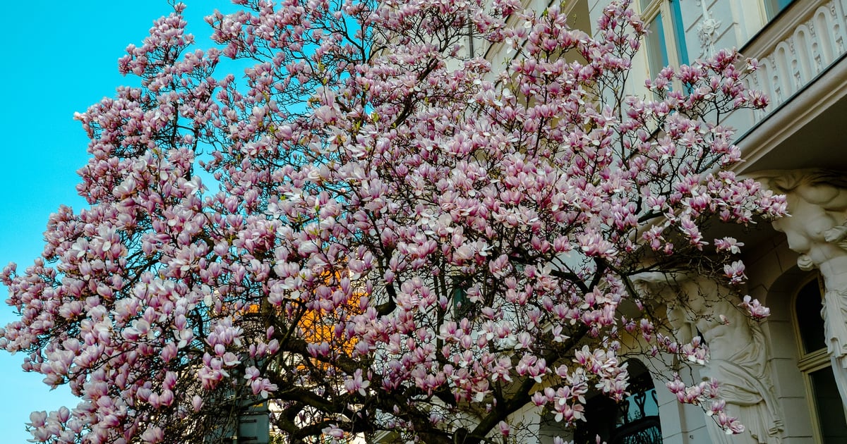 Jest przepiękna i przyciąga tłumy! Słynna magnolia na Podwalu zakwitła ...