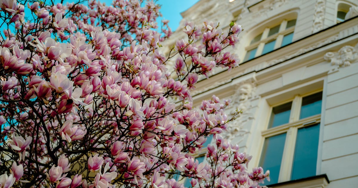 Jest przepiękna i przyciąga tłumy! Słynna magnolia na Podwalu zakwitła ...