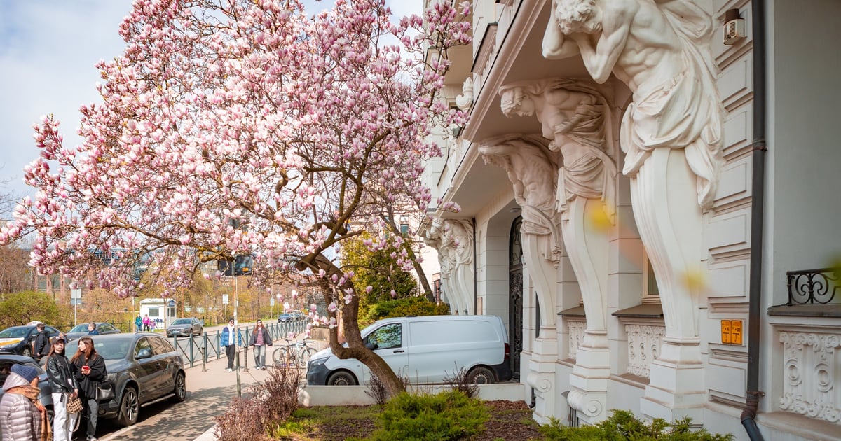 Jest przepiękna i przyciąga tłumy! Słynna magnolia na Podwalu zakwitła ...