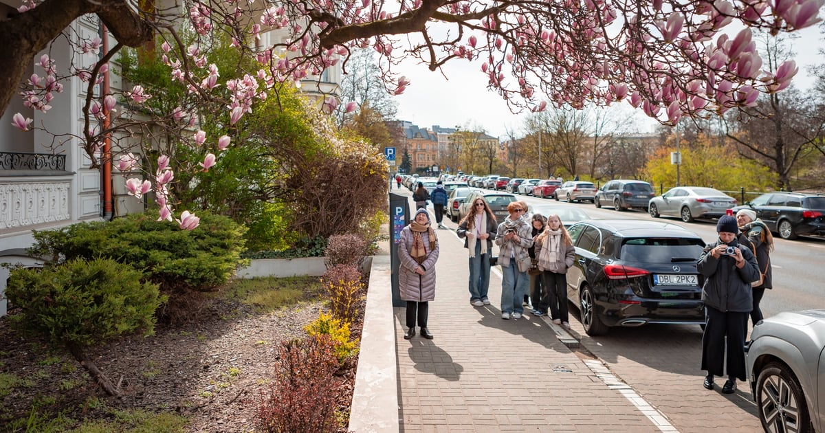 Jest przepiękna i przyciąga tłumy! Słynna magnolia na Podwalu zakwitła ...