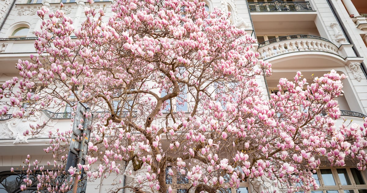 Jest przepiękna i przyciąga tłumy! Słynna magnolia na Podwalu zakwitła ...