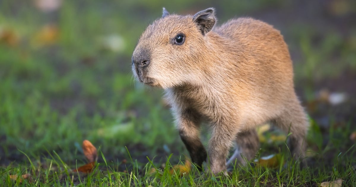 We wrocławskim ZOO urodziły się dwie urocze kapibary. Te zwierzaki koc ...