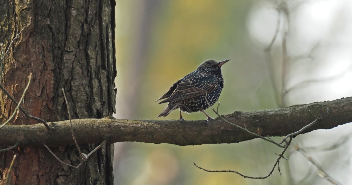 Kto nas budzi, kto (i po co) śpiewa? Ornitolodzy o ptakach we Wrocławi ...
