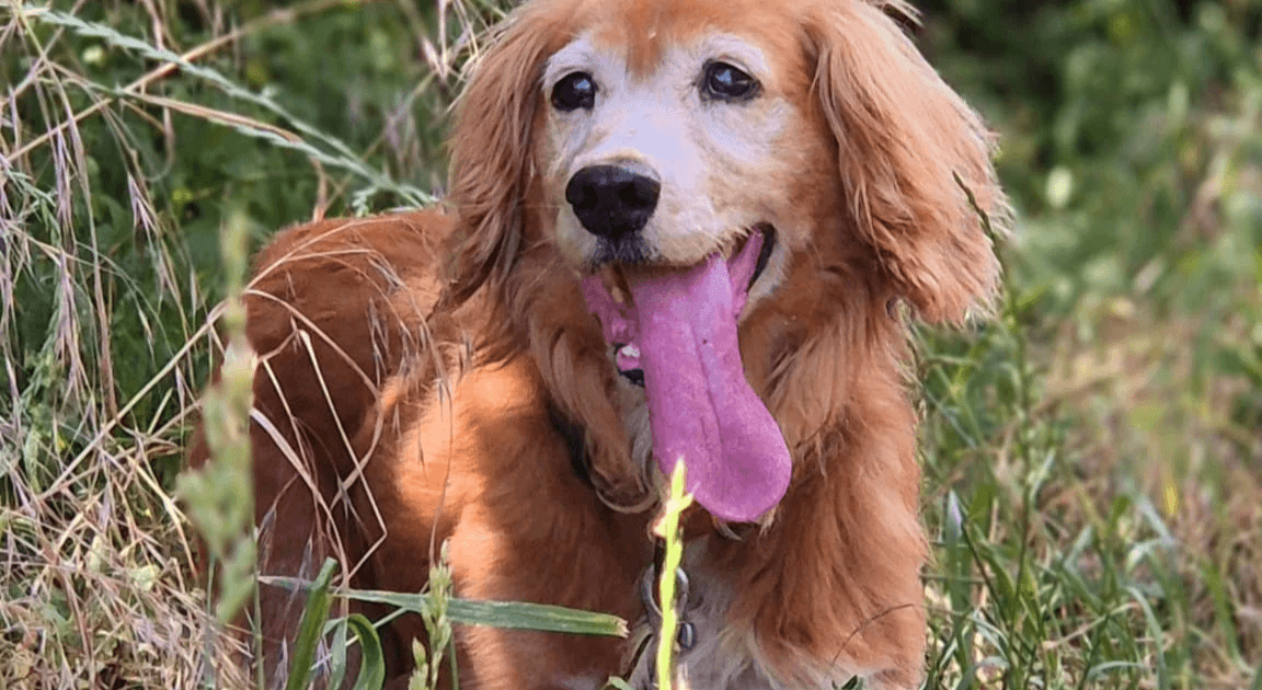 Zaadoptuj Przyjaciela: Toffik