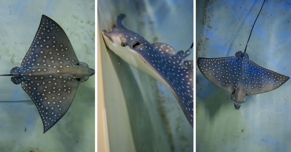 Poznajcie trojaczki we wrocławskim zoo: oto Tytus, Tabaluga i Telimena Poznajcie trojaczki we wrocławskim zoo: oto Tytus, Tabaluga i Telimena