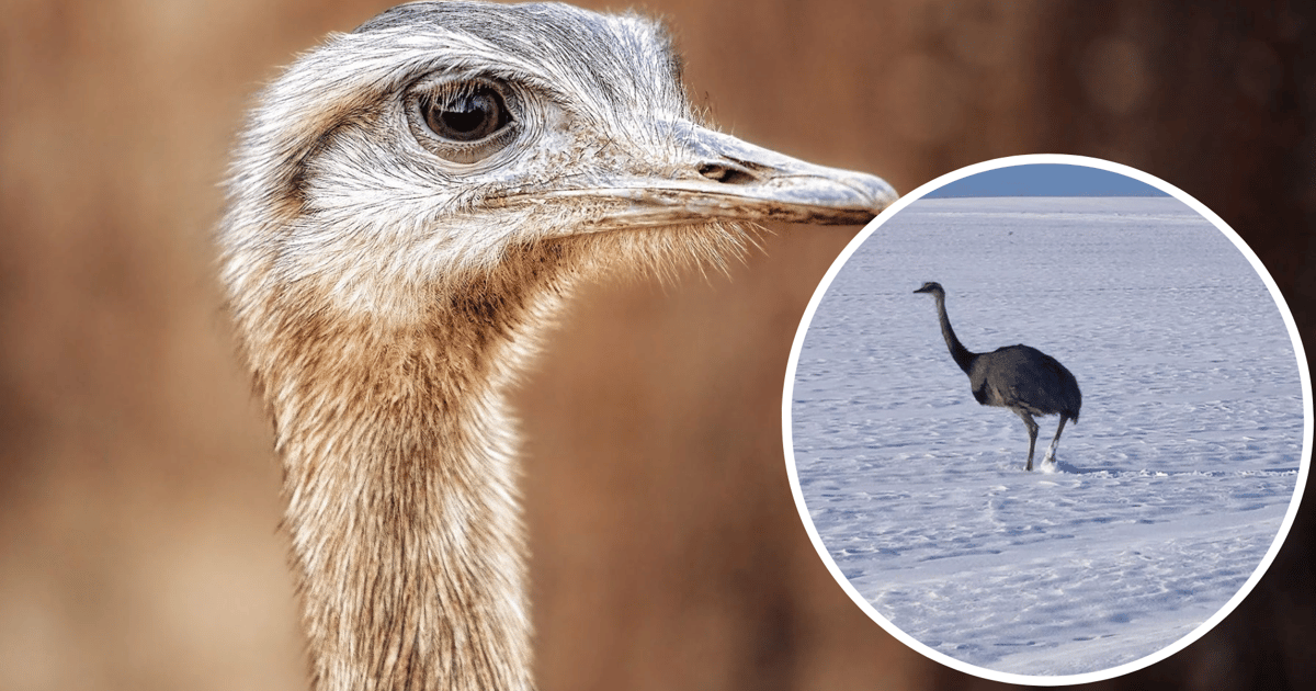 Struś pędziwiatr z Dolnego Śląska poszukiwany