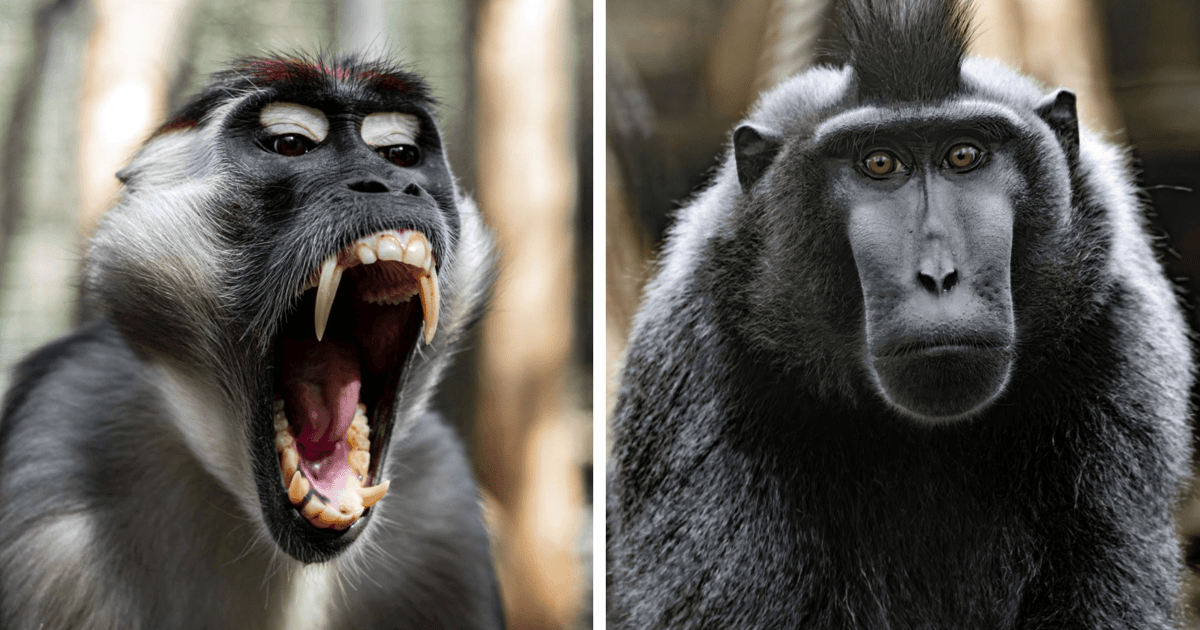 Opiekuje się małpami w zoo. W wolnych chwilach robi zdjęcia (GALERIA)