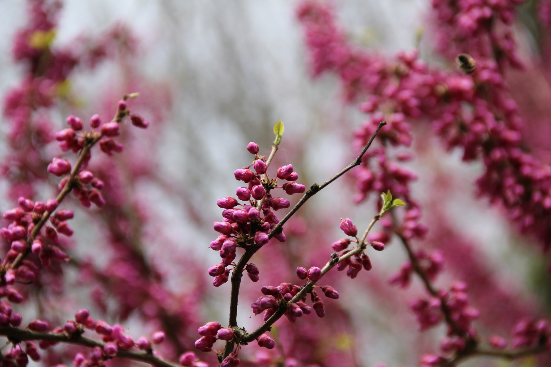 Tu jest jak w bajce. Arboretum Leśne, pomysł na weekendową wycieczkę ...