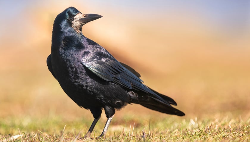 Wrona? Gawron? Kruk? Kawka? Ornitolog podpowiada jak je rozróżnić