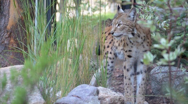 Luchse aus dem Zoo Wroclaw besiedeln polnische Tierparks