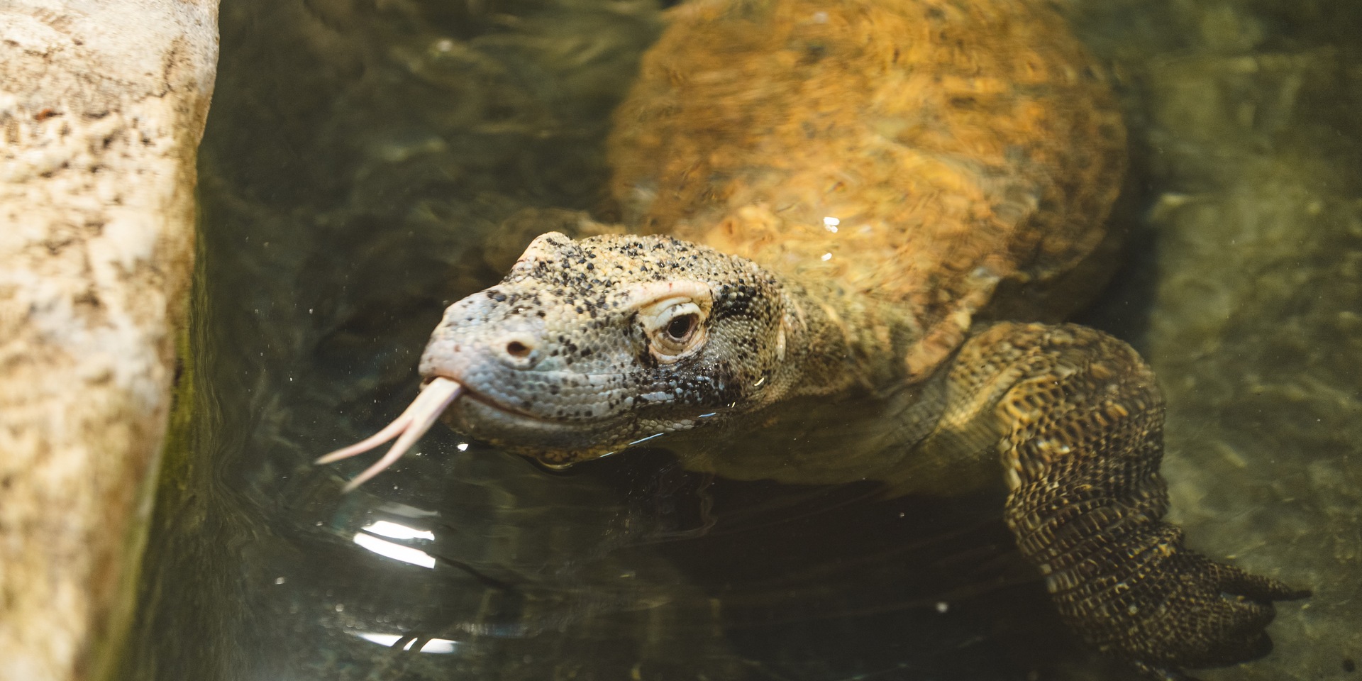 Waran z Komodo zamieszkał we wrocławskim... Galeria zdjęć 18/21