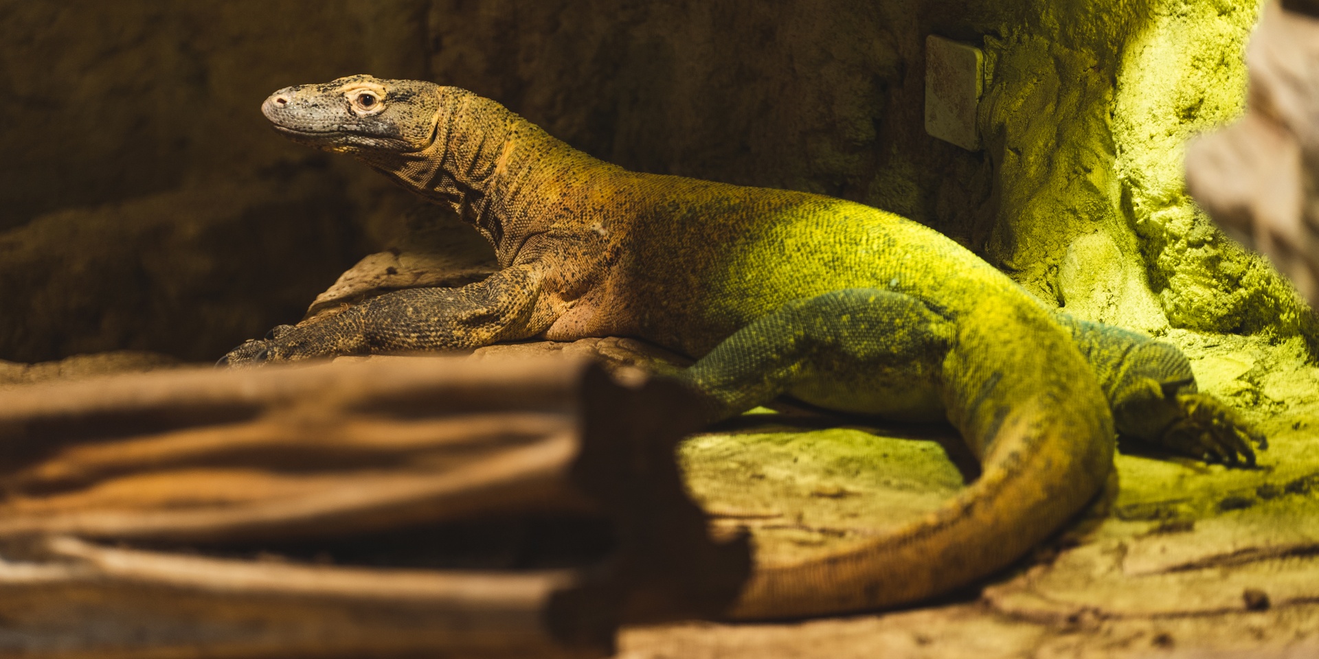 Waran z Komodo zamieszkał we wrocławskim... Galeria zdjęć 20/21