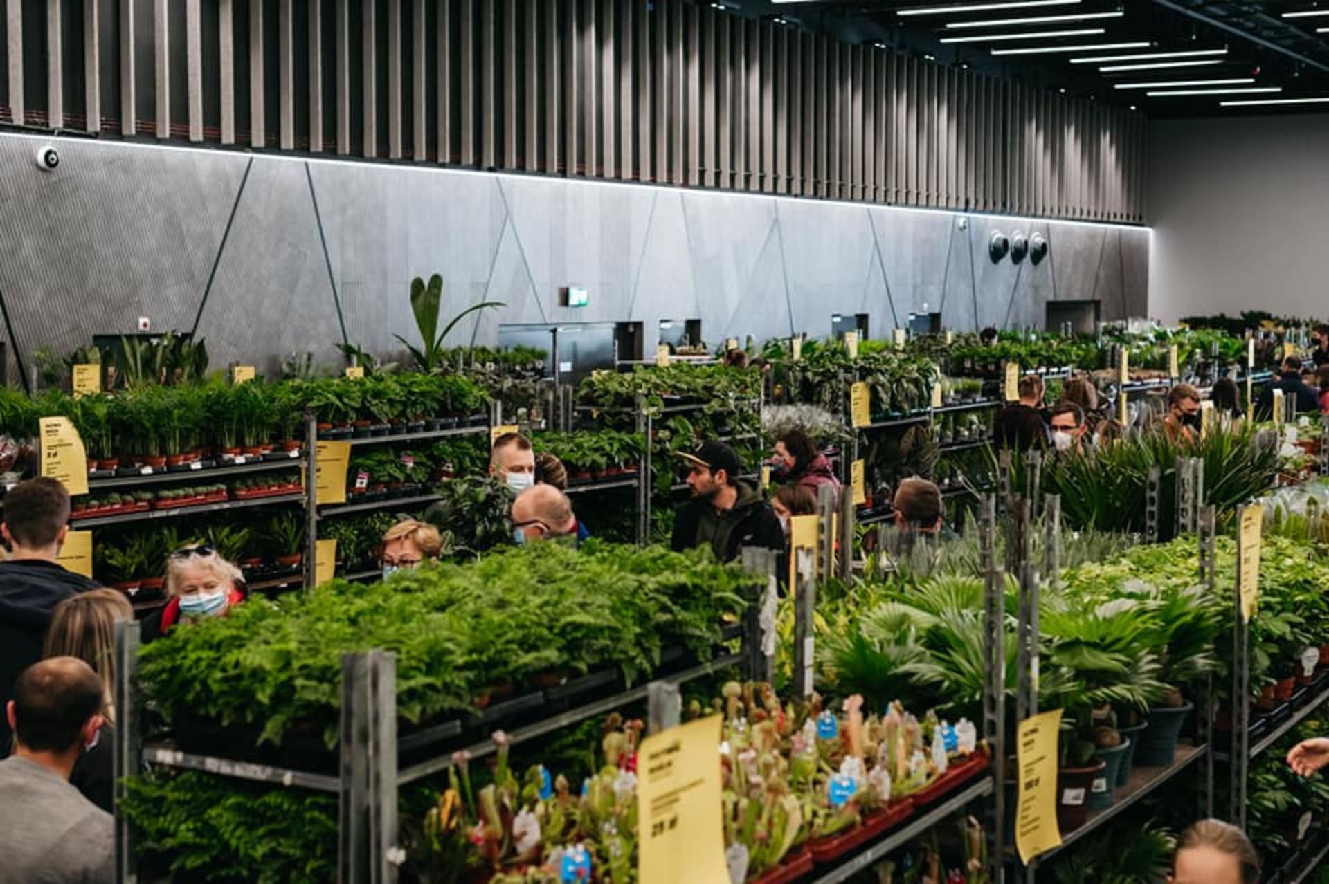 Festiwal roślin doniczkowych we Wrocławiu