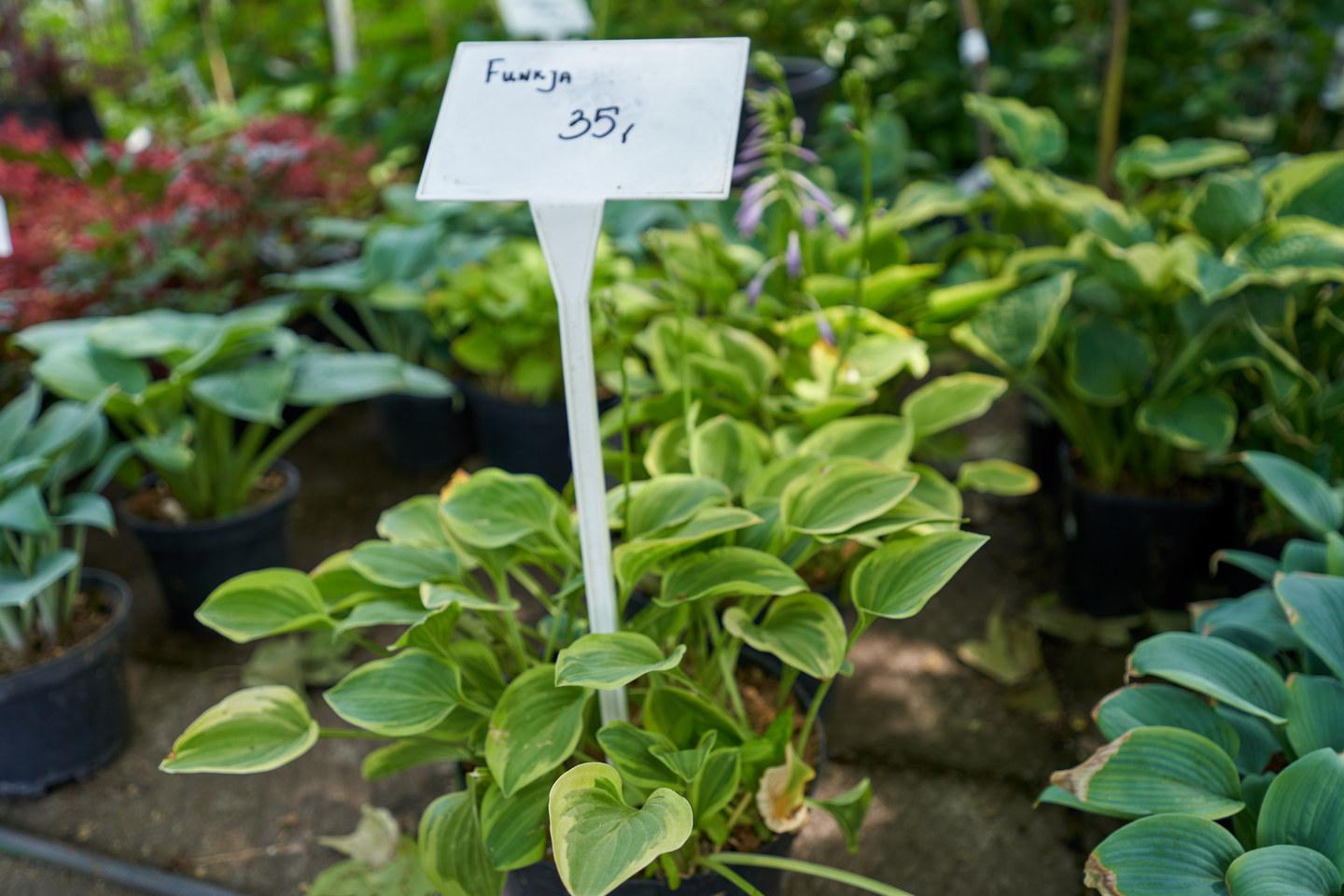 Czerwiec w ogrodzie i na balkonie. Które... Galeria zdjęć 60/70