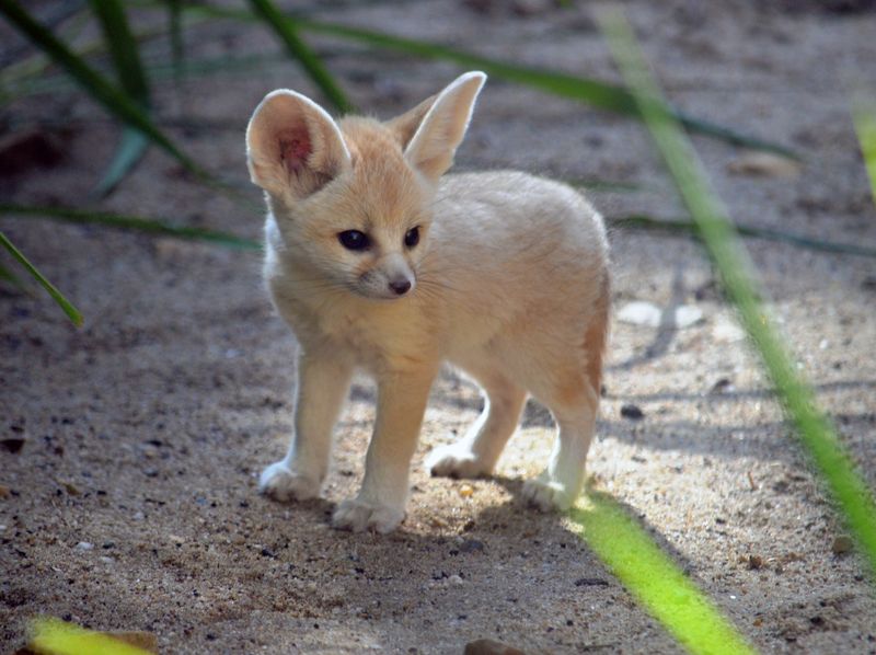 Powiększyła się rodzina wrocławskich fenków | www.wroclaw.pl