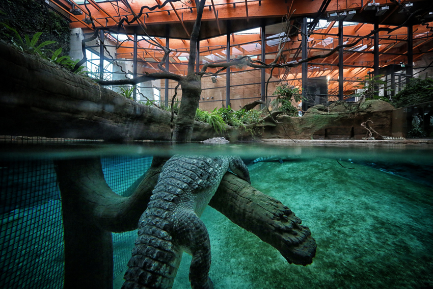 Zoo Wrocław nowe ceny biletów 2019 rok | www.wroclaw.pl Zoo Wrocław nowe ceny biletów 2019 rok | www.wroclaw.pl