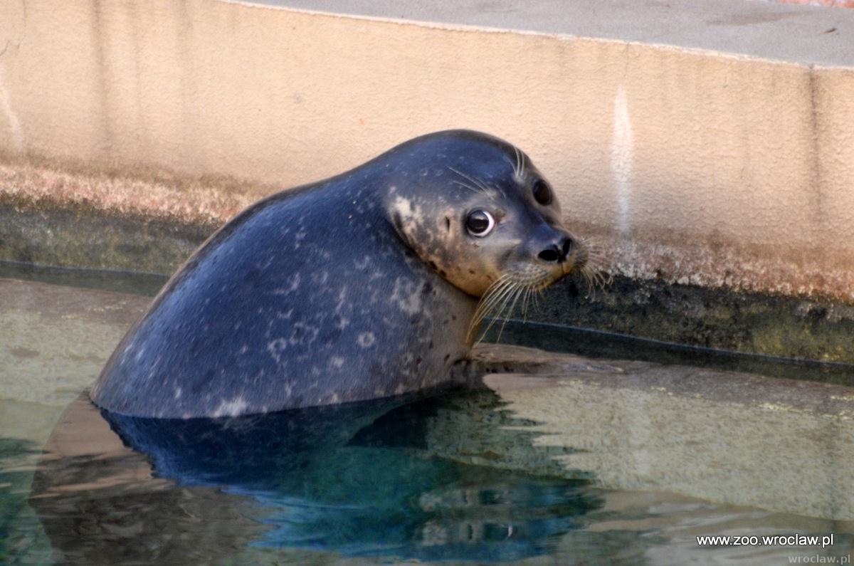 Wrocław-w Zoo zamieszkała pierwsza Foka | www.wroclaw.pl
