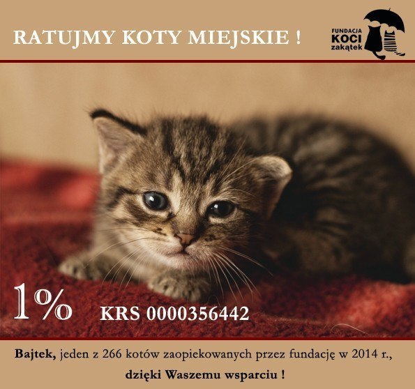 Wrocławska fundacja „Koci zakątek” ratuje koty | www.wroclaw.pl Wrocławska fundacja „Koci zakątek” ratuje koty | www.wroclaw.pl